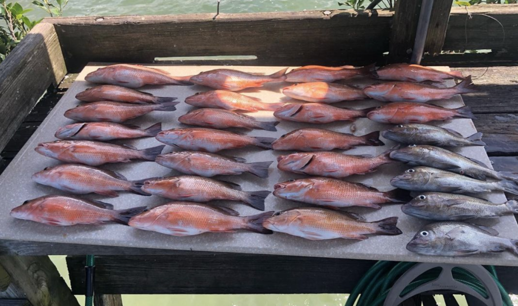 Inshore Fishing - 6hrs - Chasin Tail Siesta Key Fishing Charters
